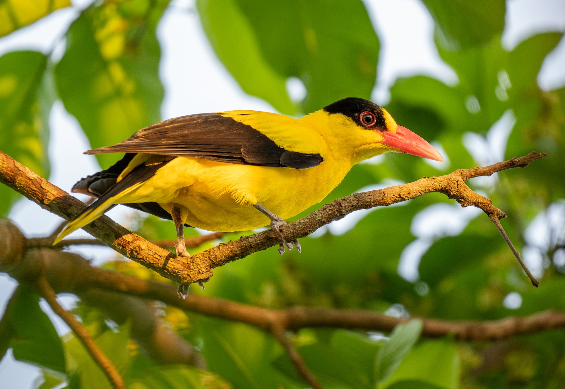 Black-naped Oriole (Philippine) - eBird