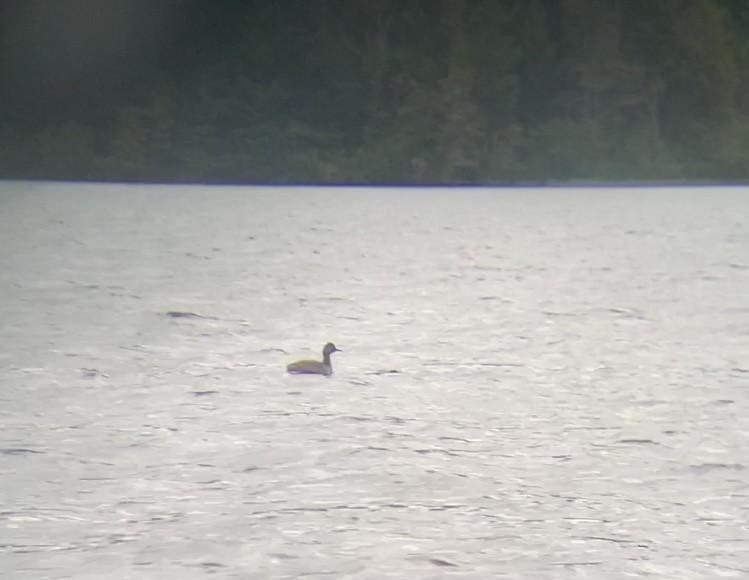 New York Breeding Bird Atlas Checklist - 17 Aug 2023 - Cedar River Flow ...