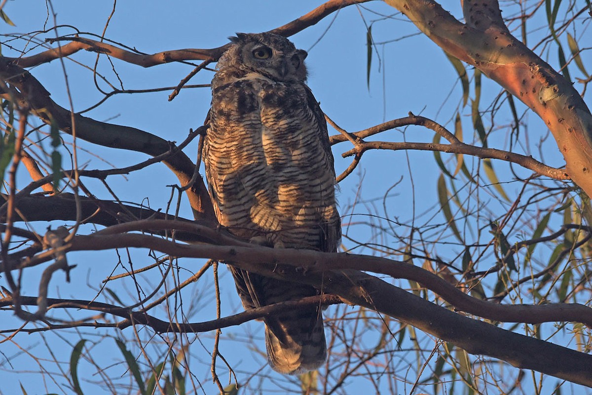 eBird Checklist - 6 Aug 2023 - Balboa Park--northeast (Morley Field ...