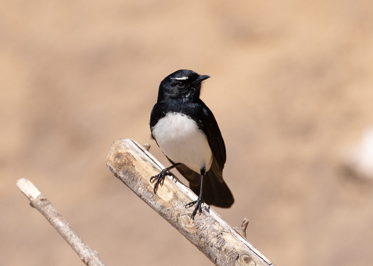 eBird Checklist - 18 Aug 2023 - Long Reef Aquatic Reserve - 2 species