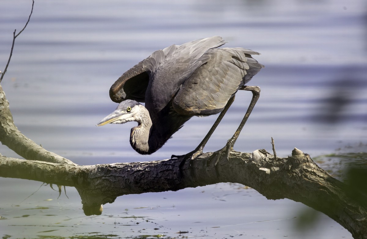eBird Checklist - 16 Aug 2023 - Baines Park - 2 species
