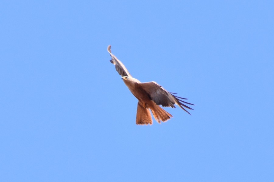 Red Kite (Cape Verde) - eBird