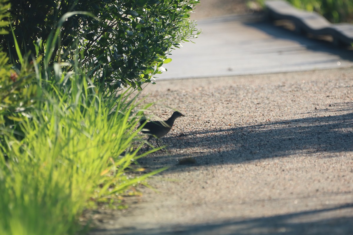 eBird Checklist - 18 Aug 2023 - **Back Bay NWR - 43 species (+1 other taxa)