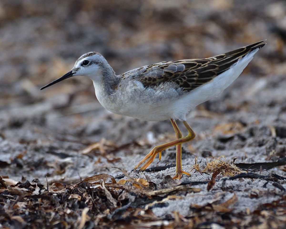 eBird Checklist - 18 Aug 2023 - Big Bend WMA--Hagen's Cove - 32 species (+2 other taxa)