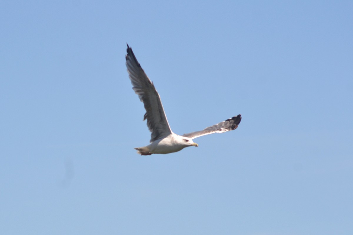 eBird Portugal Checklist - 18 Aug 2023 - Lagoa de Albufeira--área geral ...