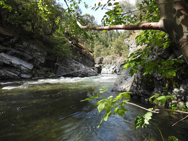 Hábitat - American Dipper - Cinclus mexicanus - Birds of the World