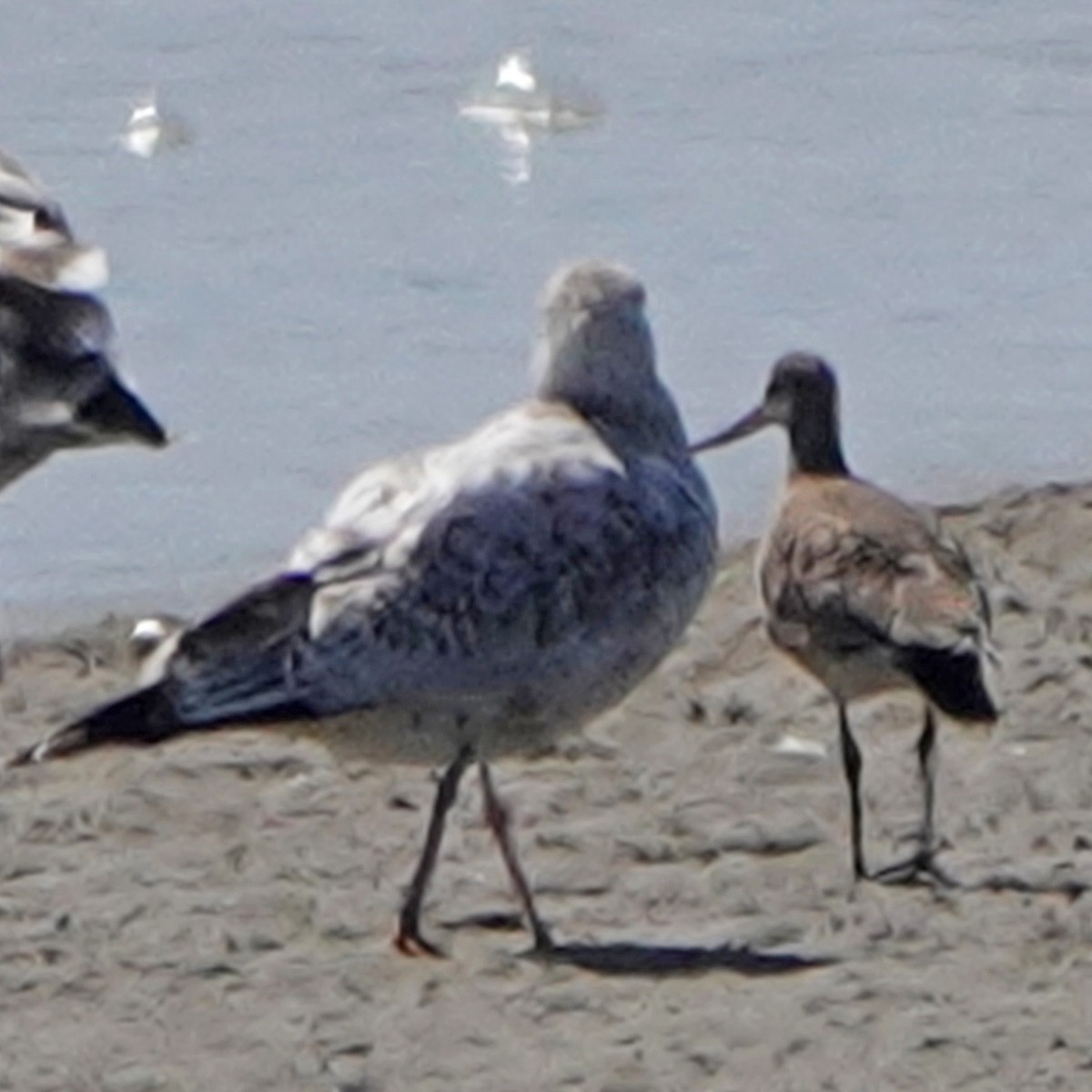 eBird Checklist - 18 Aug 2023 - Necanicum River Estuary--Little Beach ...