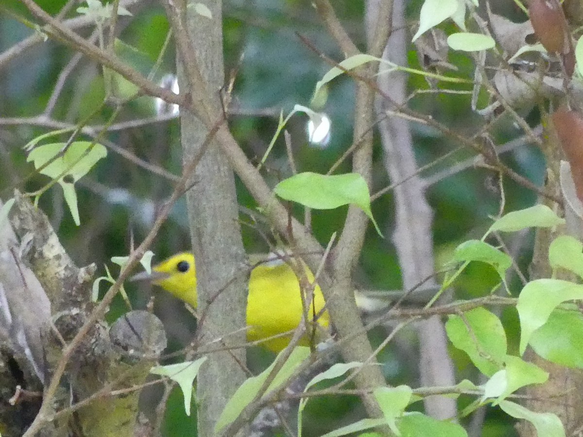 eBird Checklist - 18 Aug 2023 - Frenchman's Forest Nature Preserve - 14 ...