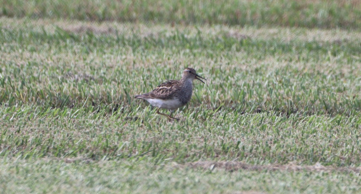 eBird Checklist - 12 Aug 2023 - Hatton Hwy Sod Farms - 7 species