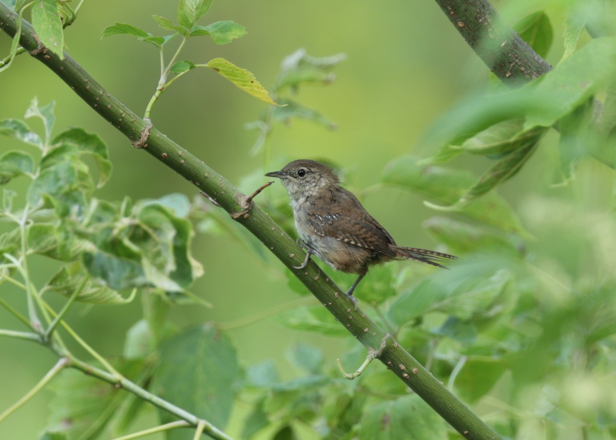 eBird Checklist - 18 Aug 2023 - Warnimont County Park (general) - 23 ...