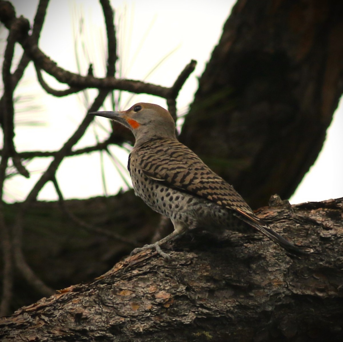eBird Checklist - 23 Jul 2023 - Mt. Lemmon--Rose Canyon and Lake - 26 ...
