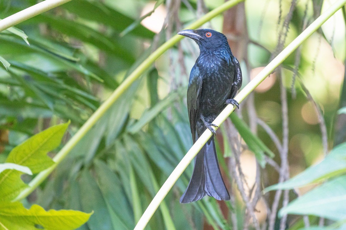 Spangled Drongo (Spangled) - eBird