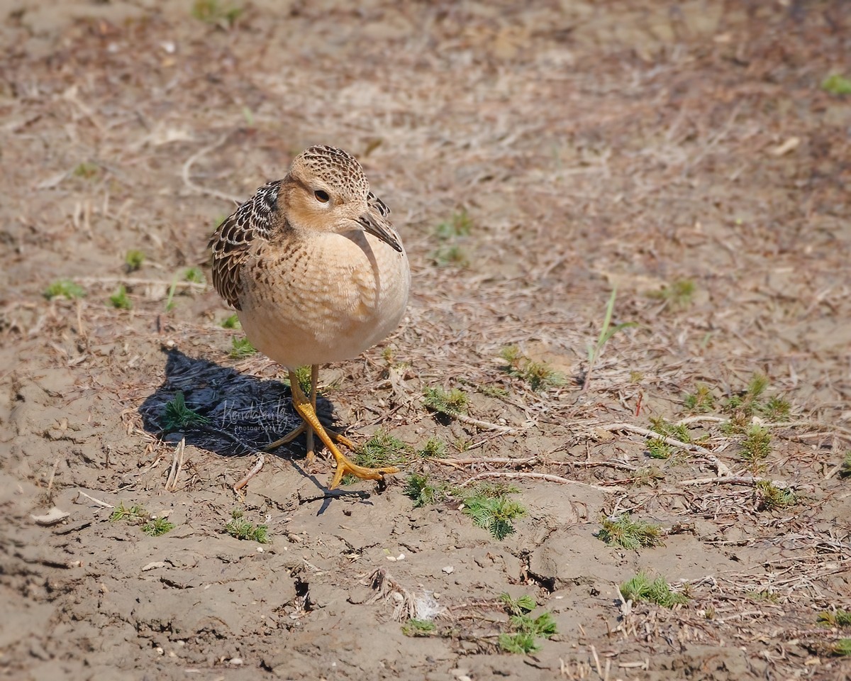 eBird Checklist - 18 Aug 2023 - Howard Marsh Metropark - 20 species (+1 ...