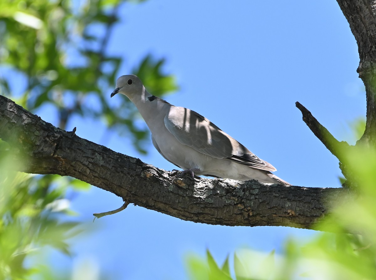 eBird Checklist - 16 Aug 2023 - Lake Ray Hubbard (Rockwall Co.) - 7 species