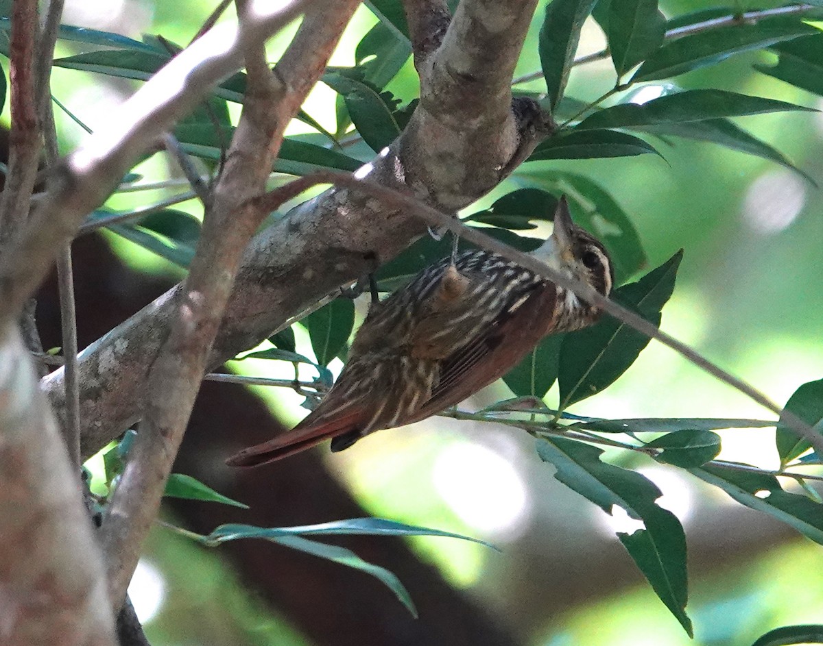 eBird Checklist - 29 Jun 2023 - PN do Itatiaia--Mirante do Último Adeus ...