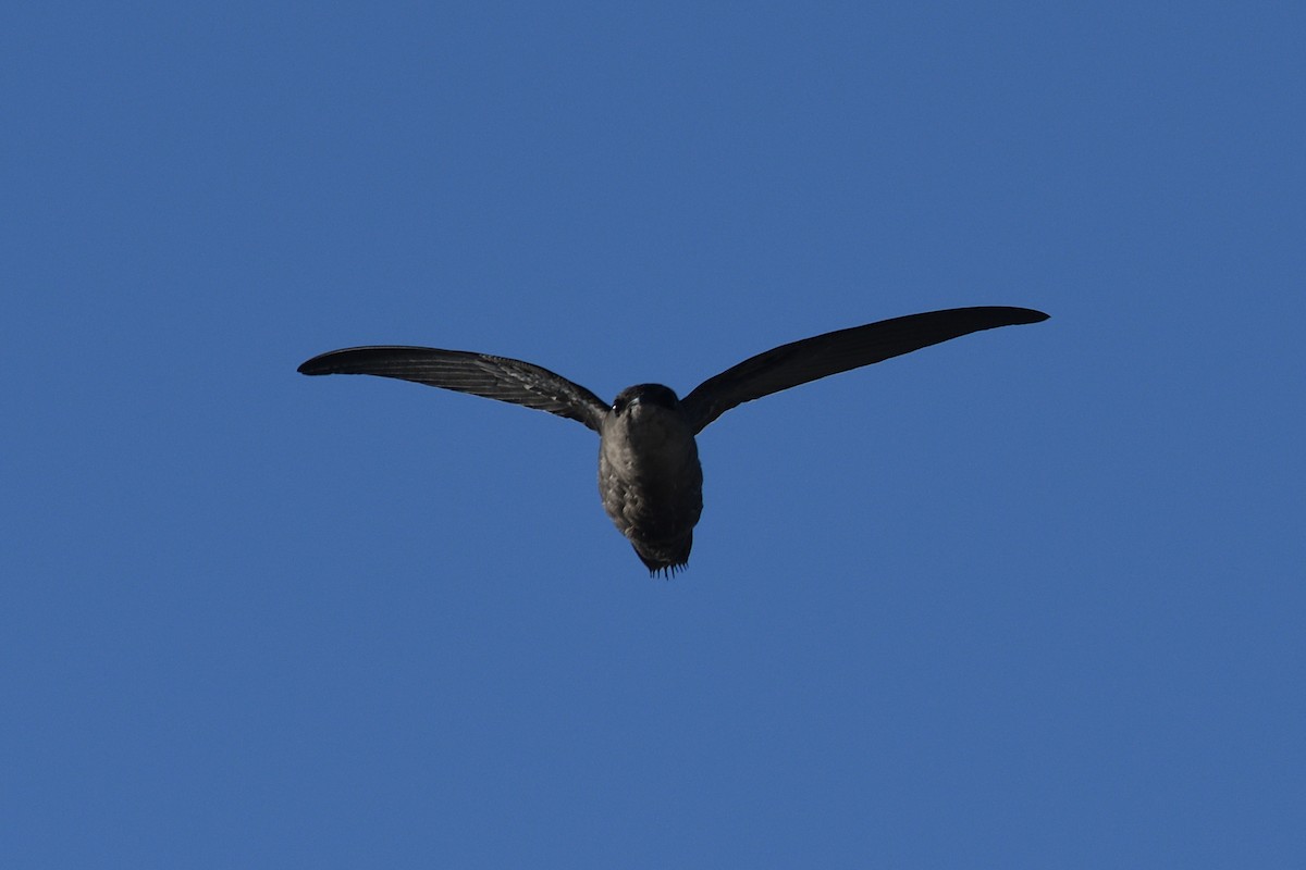 eBird Checklist - 19 Aug 2023 - Anastasia SP - 31 species