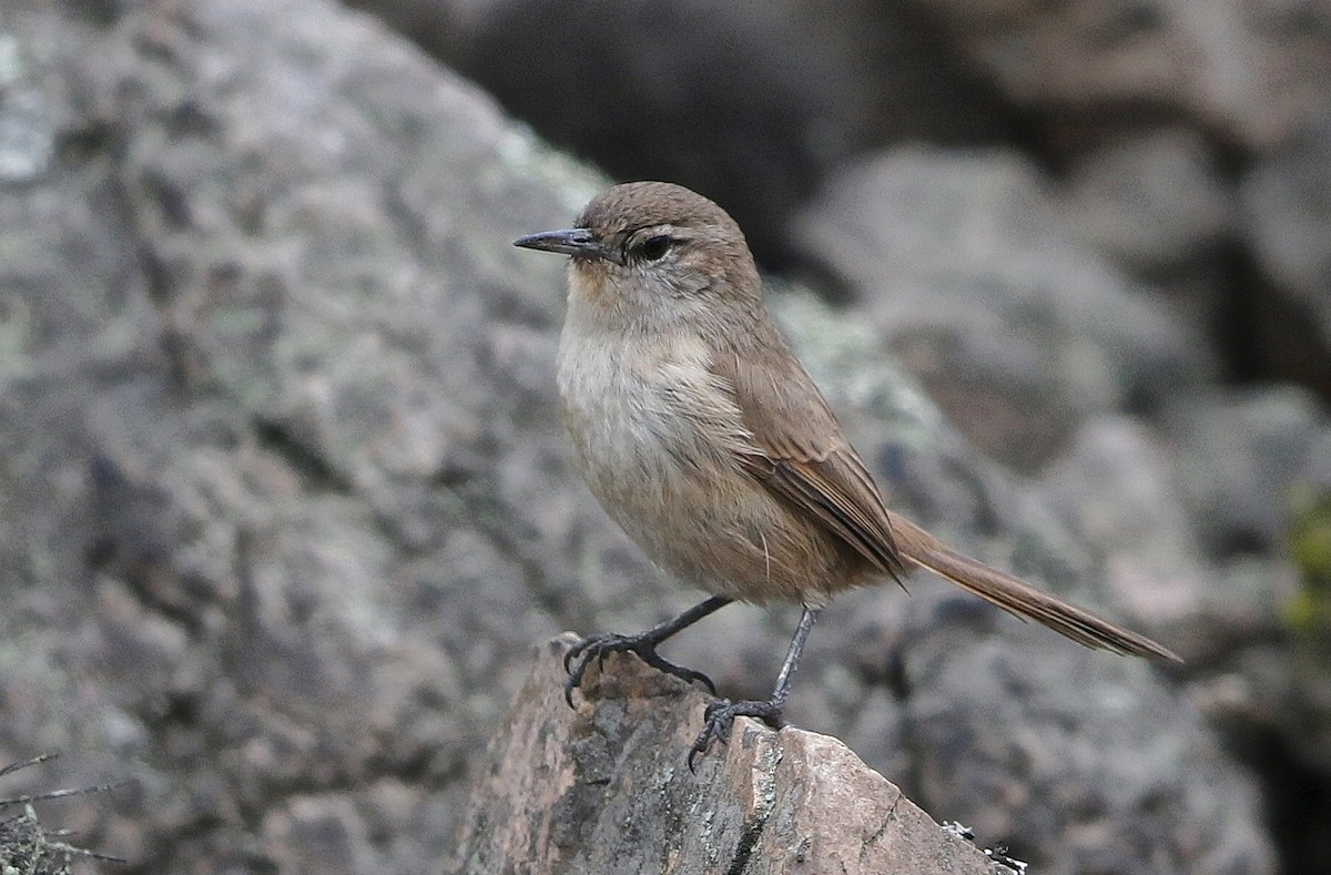 Cactus Canastero - Pseudasthenes cactorum - Birds of the World
