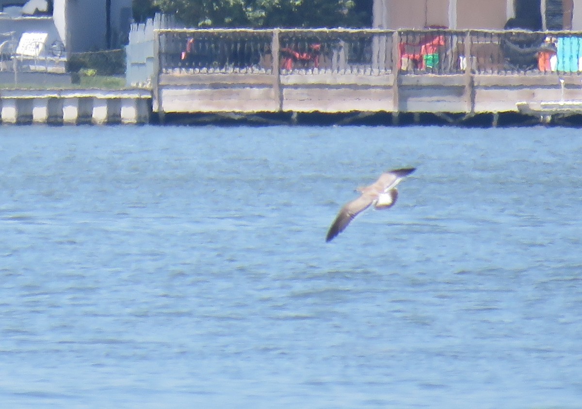 eBird Checklist - 19 Aug 2023 - Capitol Beach Lake - 2 species