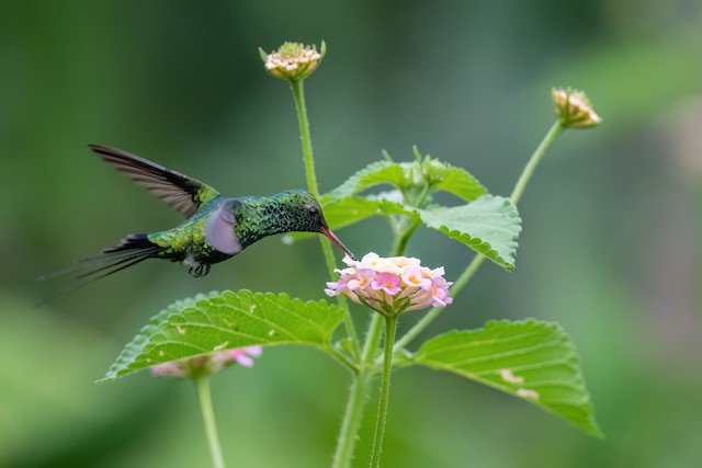 Hummingbirds | RawComposition.com