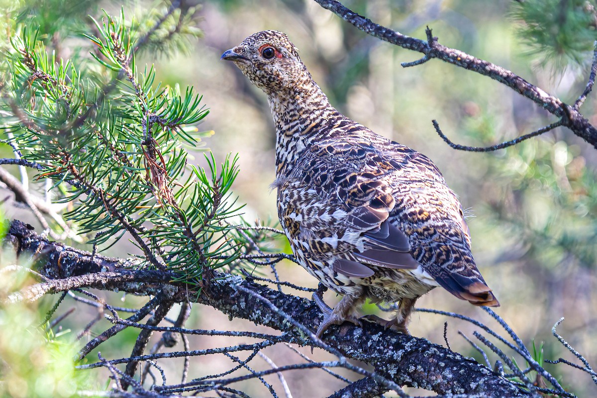 eBird Checklist - 19 Aug 2023 - Mack Lake Area - 2 species