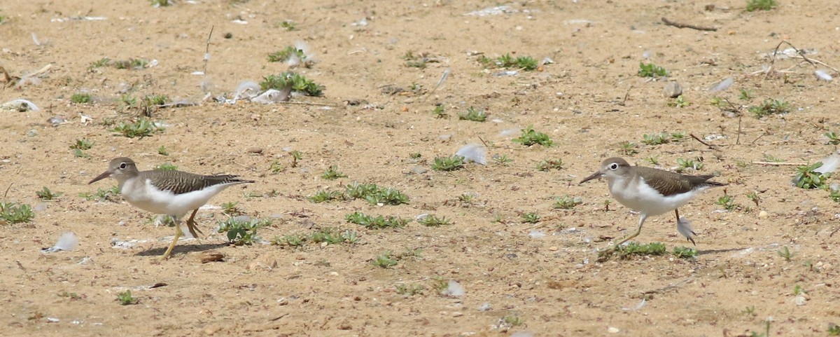 eBird Checklist - 19 Aug 2023 - Lake Springfield--Beach House - 11 species