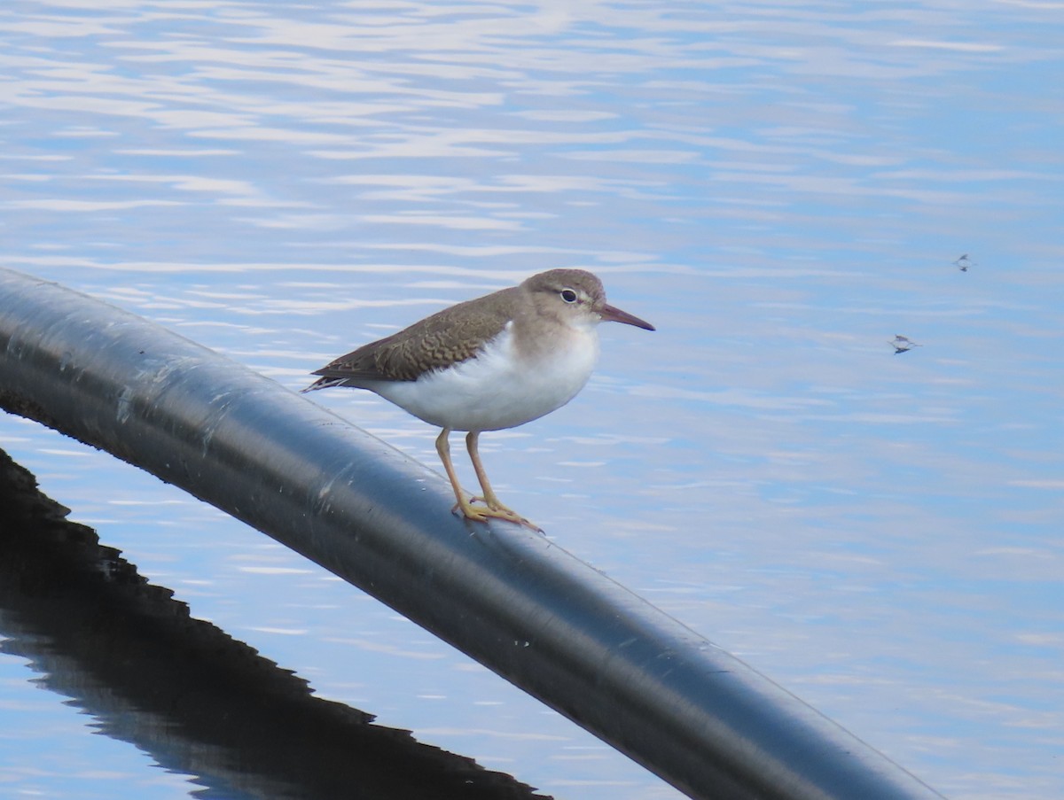 eBird Checklist - 19 Aug 2023 - 'SE of Kyle - 21 species