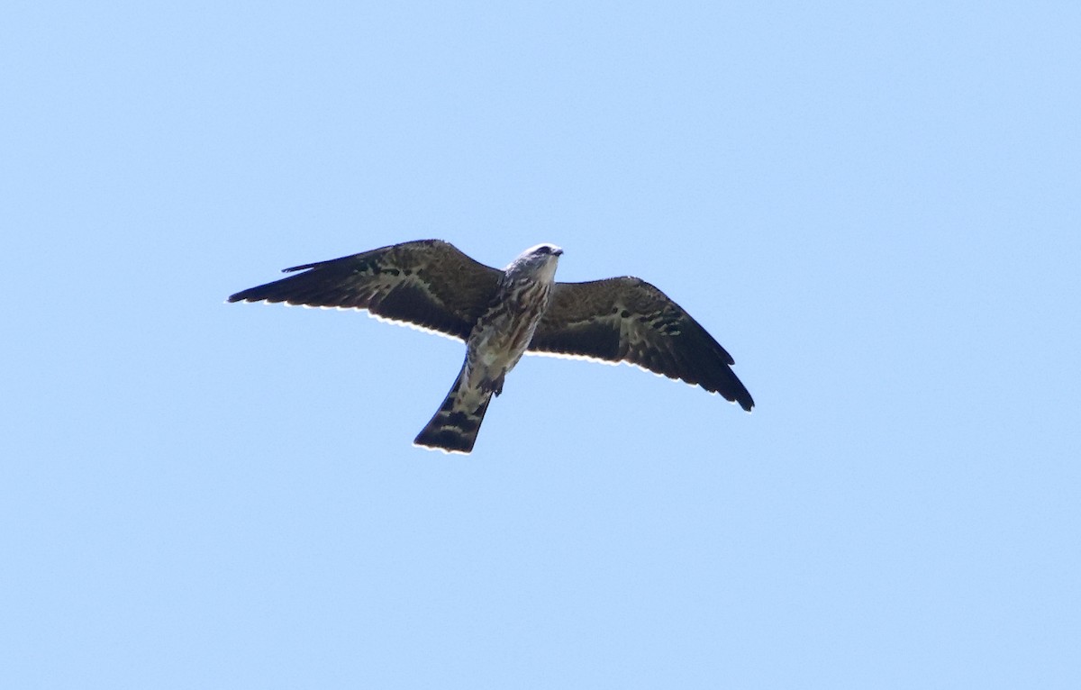 Arkansas eBird Checklist - 19 Aug 2023 - Freddie Black Choctaw Island ...