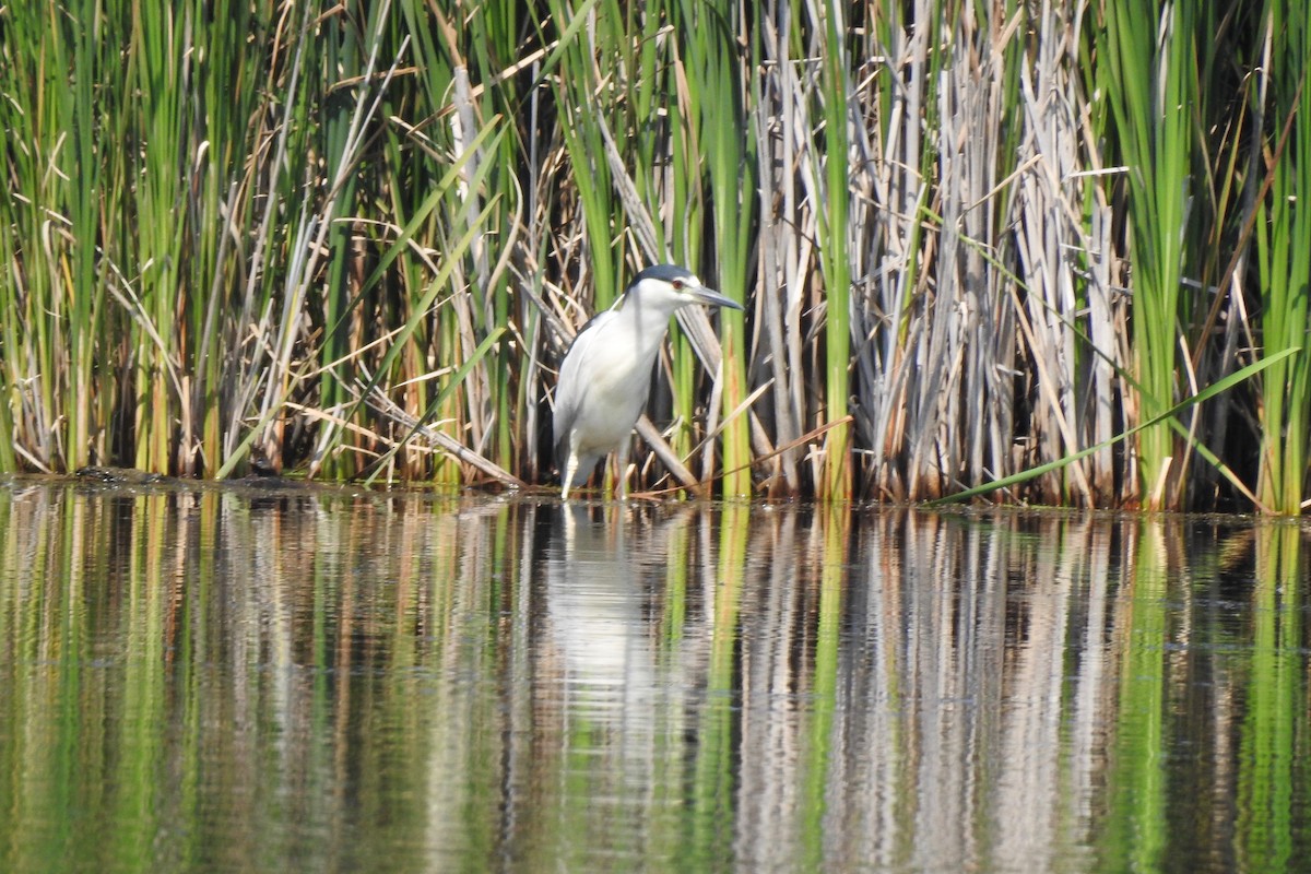 eBird Checklist - 19 Aug 2023 - Kitchener--Lakeside Park - 3 species