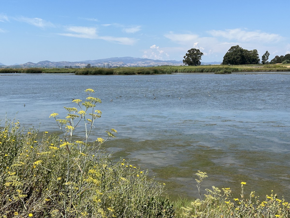 eBird Checklist - 19 Aug 2023 - American Canyon Wetlands - 25 species ...