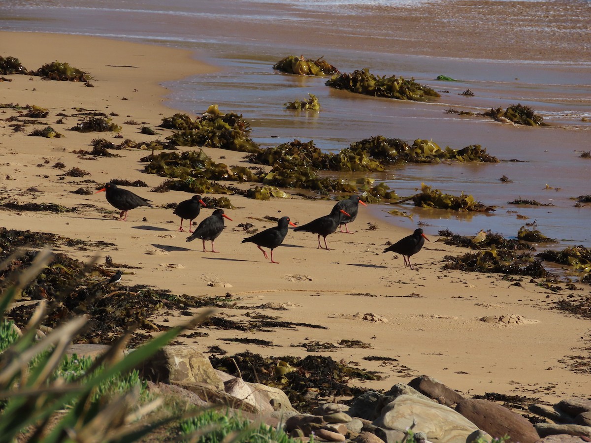 eBird Checklist - 19 Aug 2023 - Long Reef Aquatic Reserve - 18 species