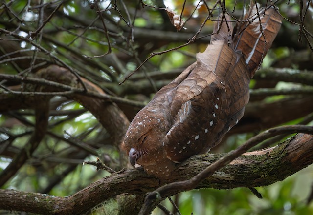 Photos - Oilbird - Steatornis caripensis - Birds of the World