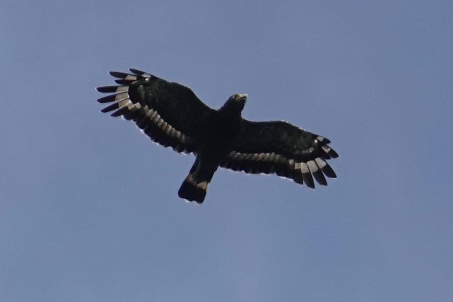 Crested Serpent-Eagle (Mentawai) - eBird