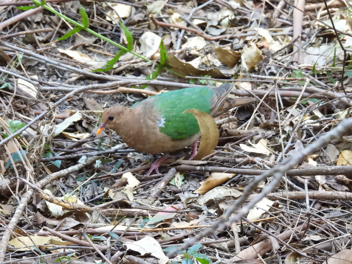 eBird Checklist - 20 Aug 2023 - Kumbartcho Sanctuary - 63 species