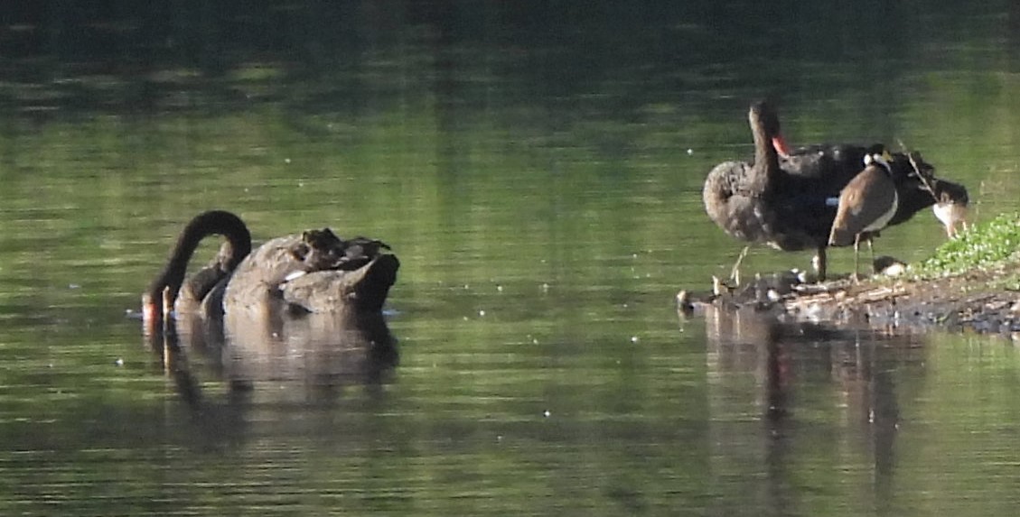 eBird Checklist - 20 Aug 2023 - Dowse Lagoon (Sandgate) - 35 species