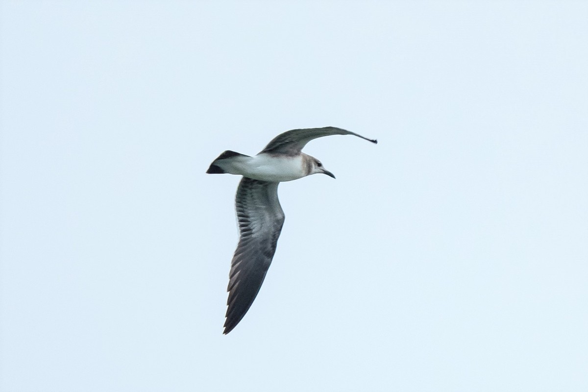 eBird Checklist - 20 Aug 2023 - Capitol Beach Lake - 14 species