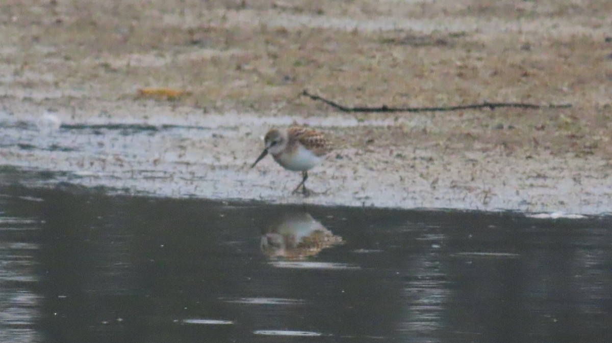 eBird Checklist - 20 Aug 2023 - Corcoran Lagoon - 15 species