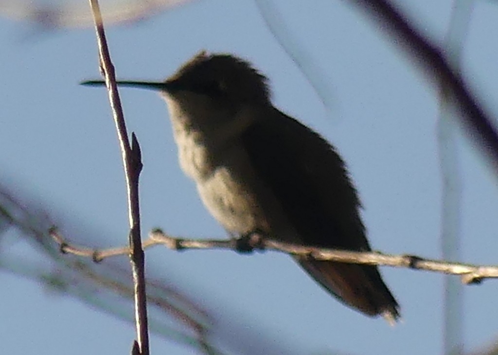 eBird Checklist - 19 Aug 2023 - Piute Ponds (permit required) - 52 species