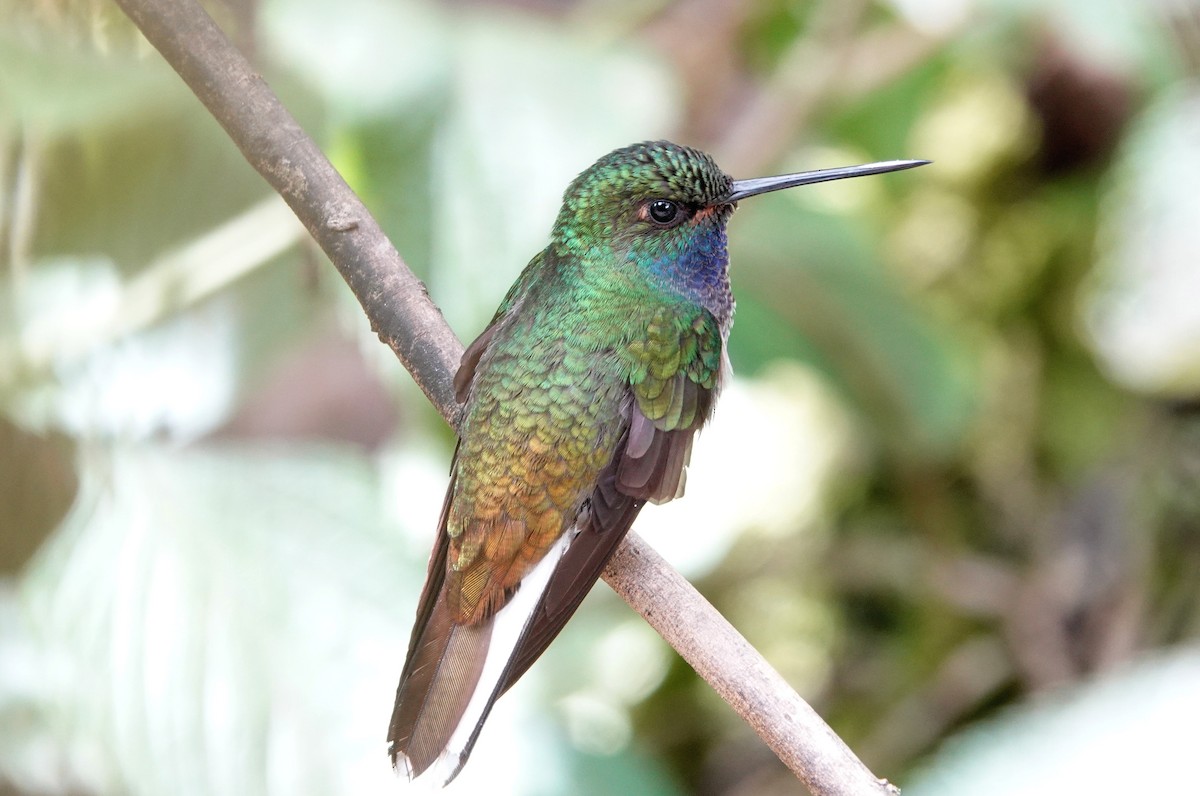eBird Checklist - 14 Aug 2023 - Río Quijos EcoLodge - 24 species