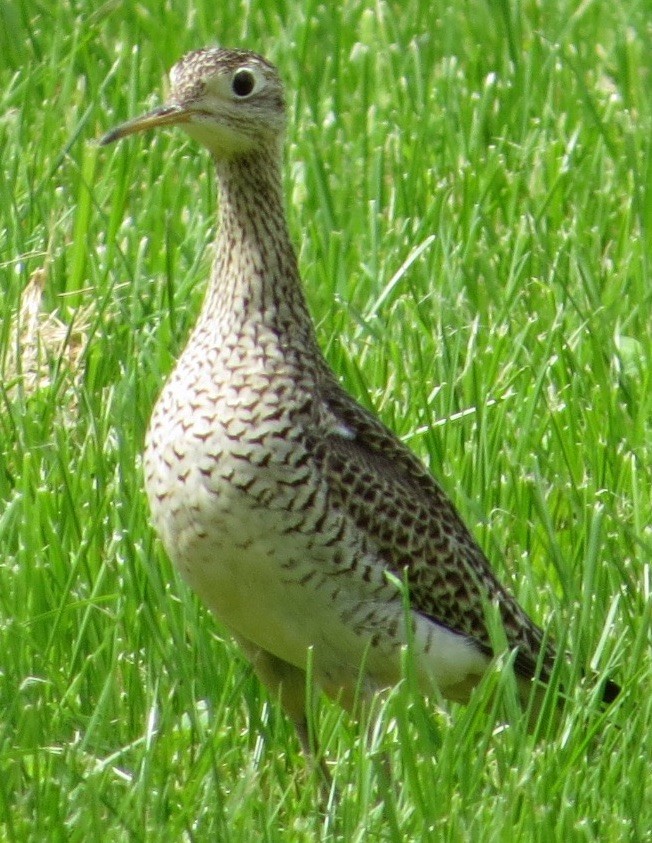 eBird Checklist - 7 Jun 2017 - Harris Rd - 21 species