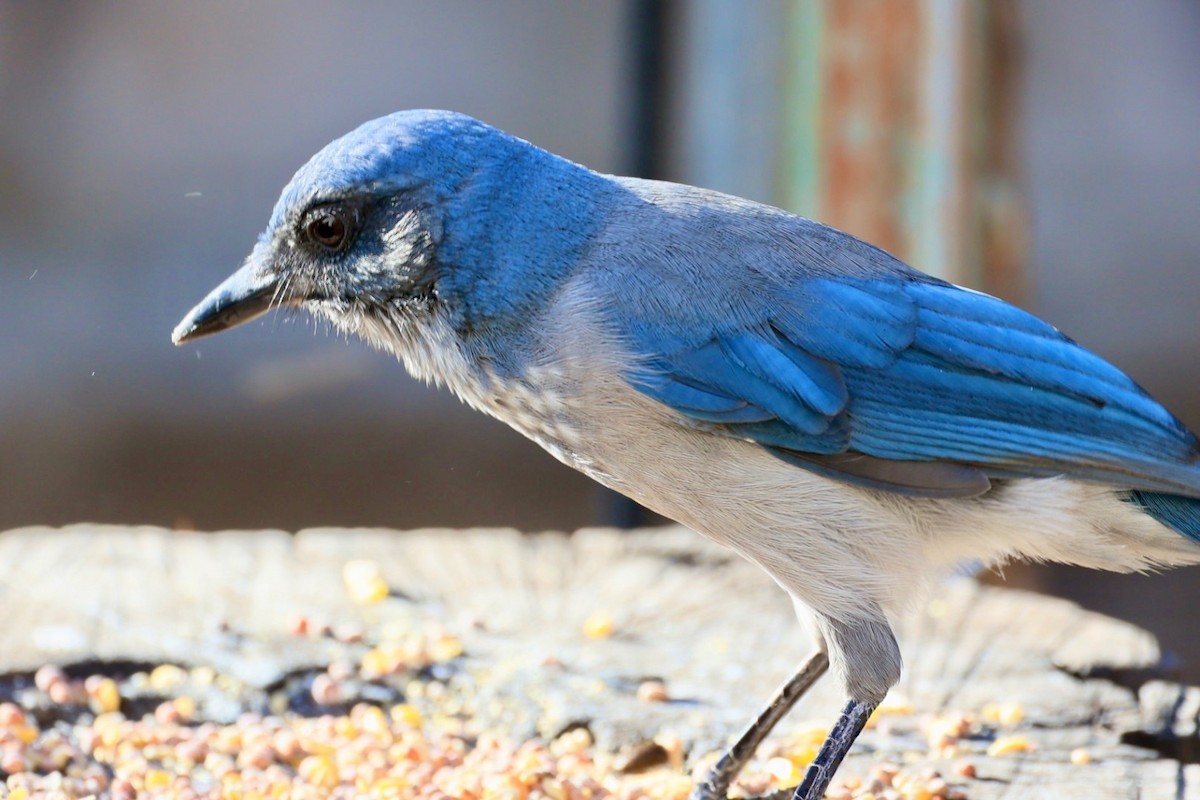 eBird Checklist - 18 Aug 2023 - Davis Mtns SP--Interpretive Center - 18 ...