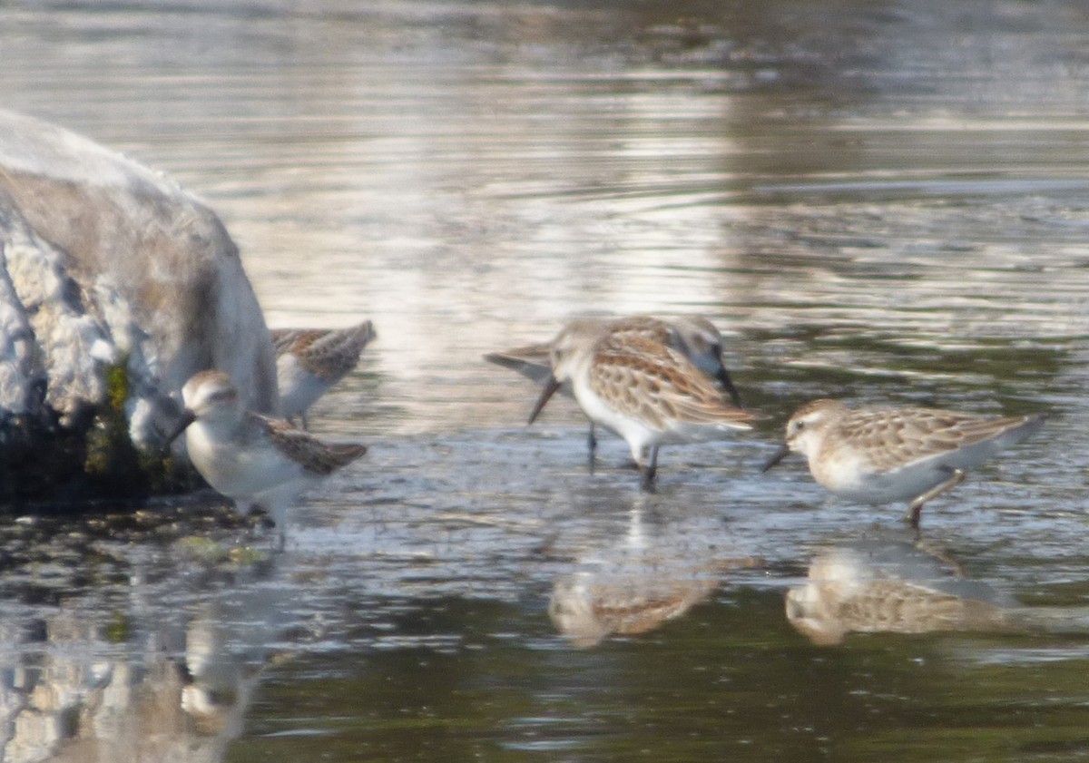 eBird Checklist - 20 Aug 2023 - Corcoran Lagoon from East Cliff - 9 species