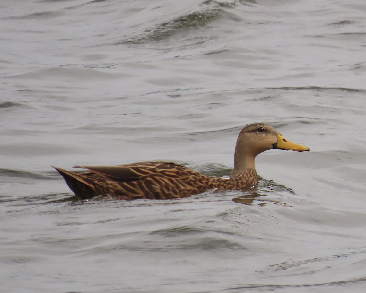 eBird Checklist - 20 Aug 2023 - Lake Ida Park, Delray Beach - 14 ...