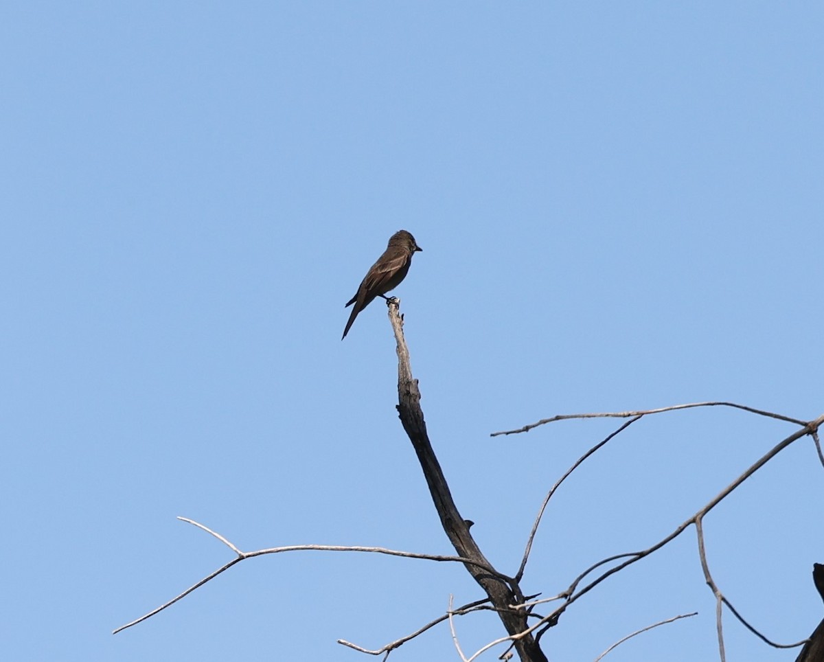 eBird Checklist - 16 Aug 2023 - Oak Grove CG (Washington Co.) - 21 species (+1 other taxa)
