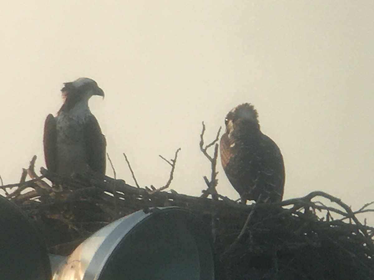 Maryland-DC Breeding Bird Atlas Checklist - 20 Aug 2023 - Shady Side ...