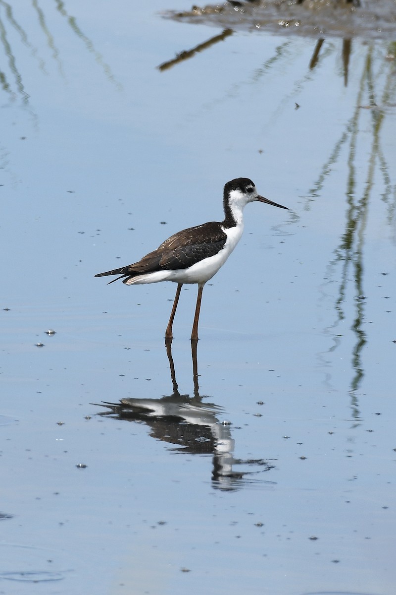 eBird Checklist - 20 Aug 2023 - Bombay Hook NWR - 42 species