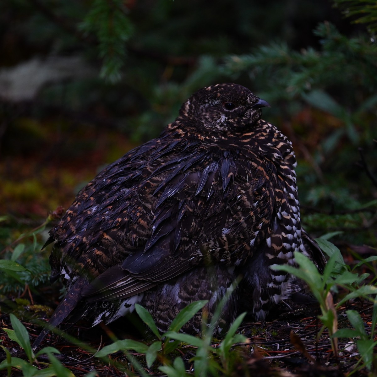 eBird Checklist - 18 Aug 2023 - Jasper National Park--Maligne Lake - 11 ...
