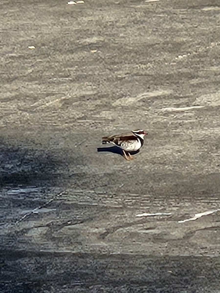 eBird Checklist - 21 Aug 2023 - Edgeworth Pond (Coombs) - 22 species