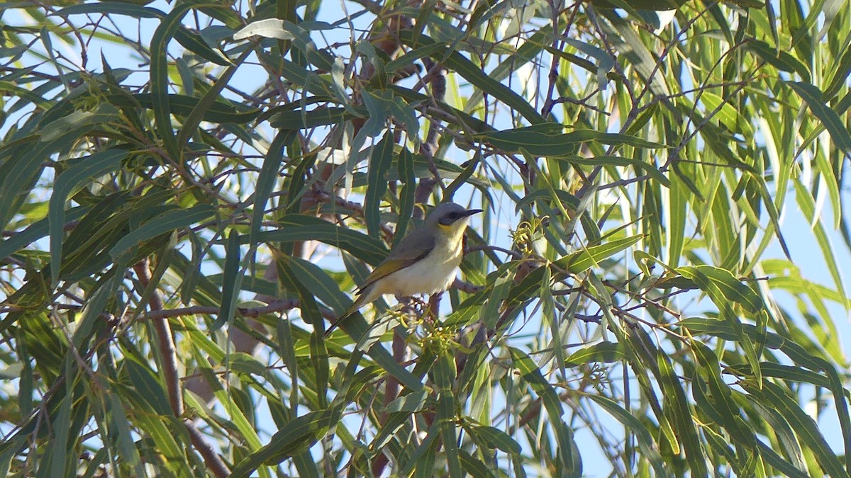 eBird Checklist - 21 Aug 2023 - Telstra Hill, Mt Isa - 2 species