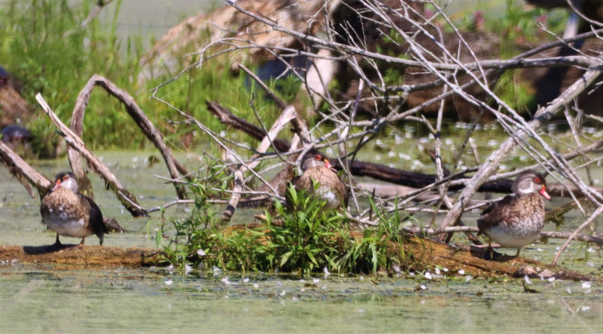 eBird Checklist - 20 Aug 2023 - Point Pelee National Park (general ...