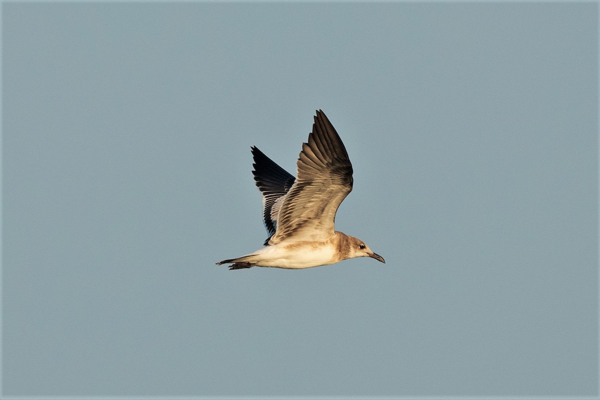 eBird Checklist - 21 Aug 2023 - Capitol Beach Lake - 7 species